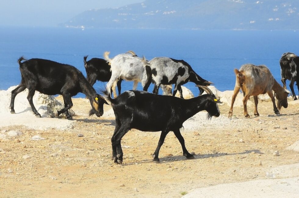 Vuno, Albania: the Little Village with Big Charms - Planet Dreaming