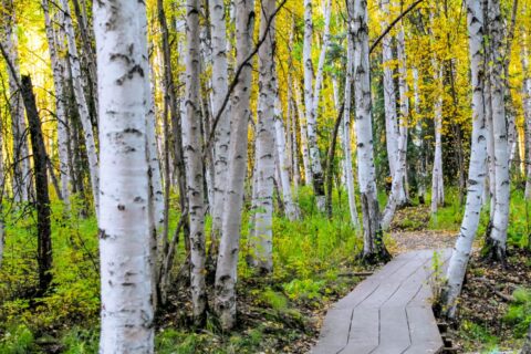 Tree Meanings & Symbolism for 20 Species - Planet Dreaming